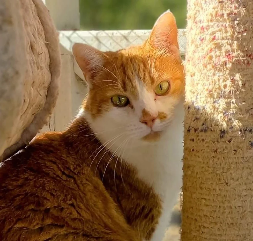 Adopt A Pet | Rescue An Animal — SAFE Perth