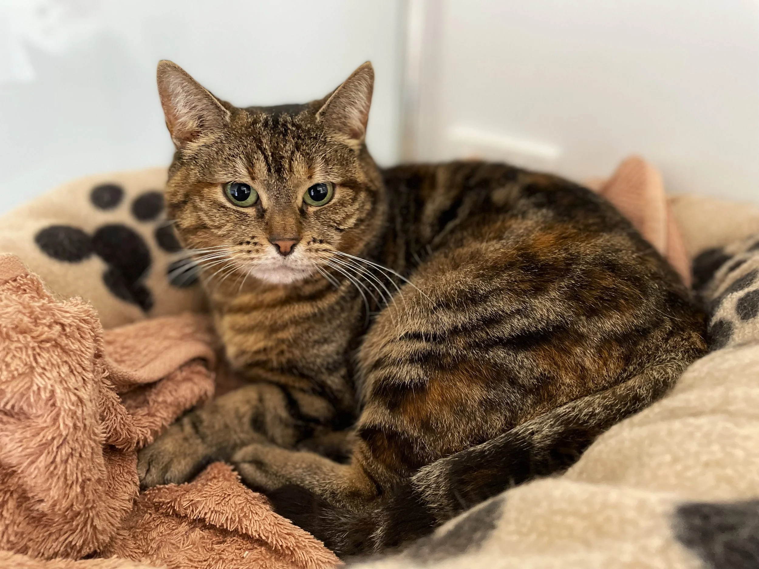 Cats — Adopt — SAFE Perth