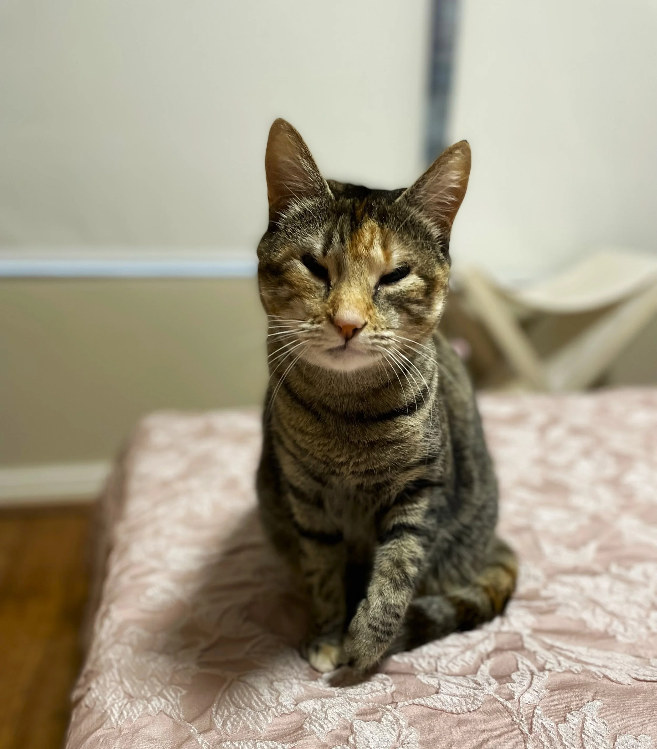 Adopt A Pet | Rescue An Animal — SAFE Perth