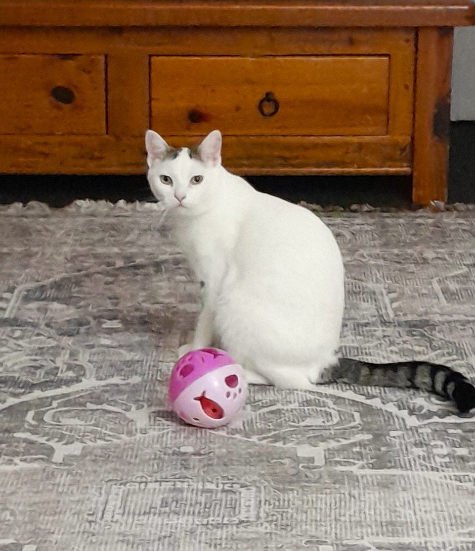 Adopt A Pet | Rescue An Animal — SAFE Perth