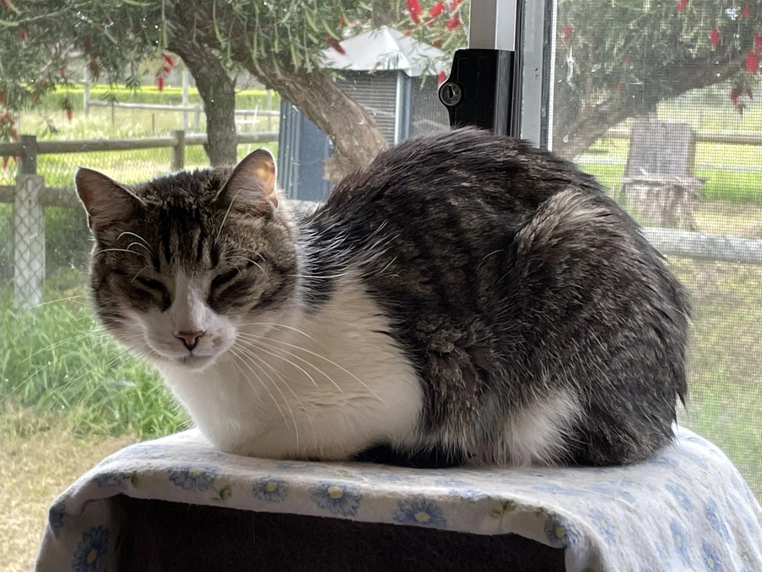 Cats — Adopt — SAFE Perth