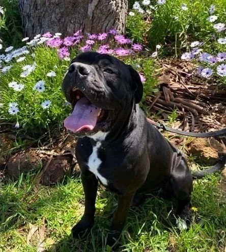 Dogs — Adopt — SAFE Perth