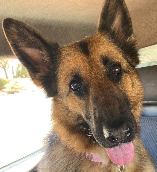 Adopt A Pet | Rescue An Animal — SAFE Perth