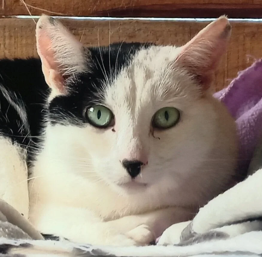 Cats — Adopt — SAFE Perth