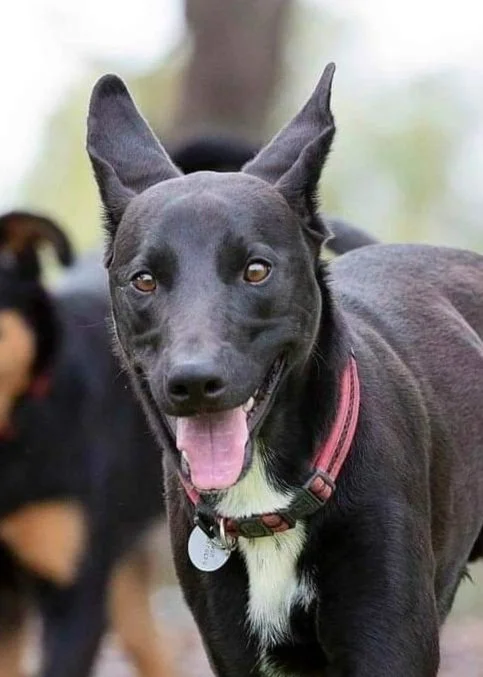 Dogs — Adopt — SAFE Perth