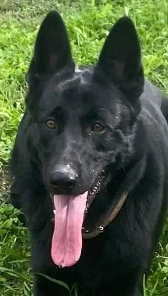 Dogs — Adopt — SAFE Perth