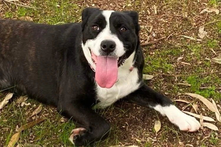 Adopt A Pet | Rescue An Animal — SAFE Perth