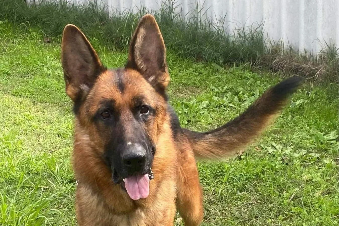 Adopt A Pet | Rescue An Animal — SAFE Perth