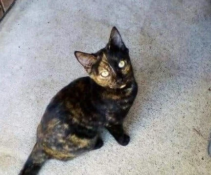 Cats — Adopt — SAFE Perth
