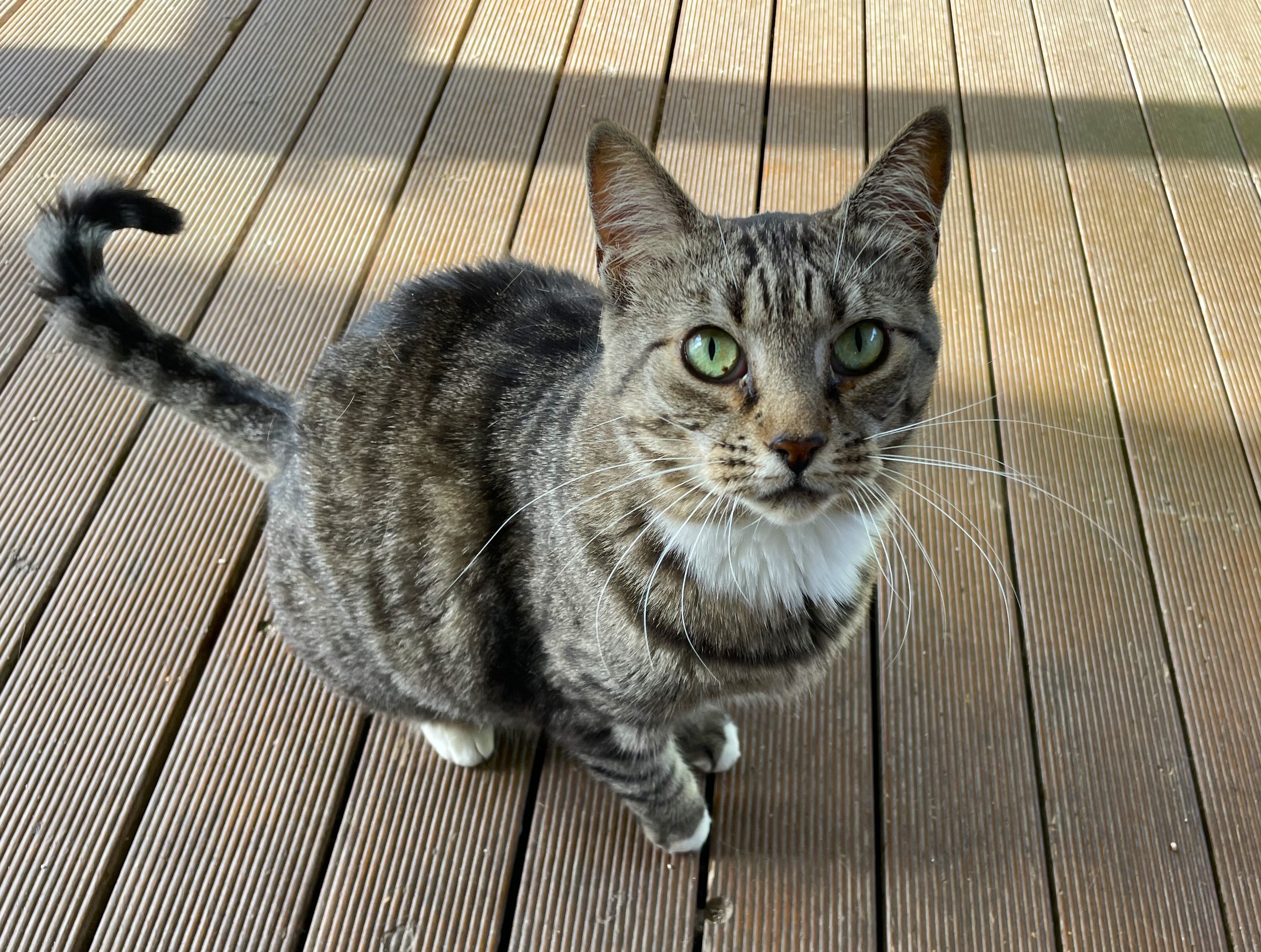 Adopt A Pet | Rescue An Animal — SAFE Perth