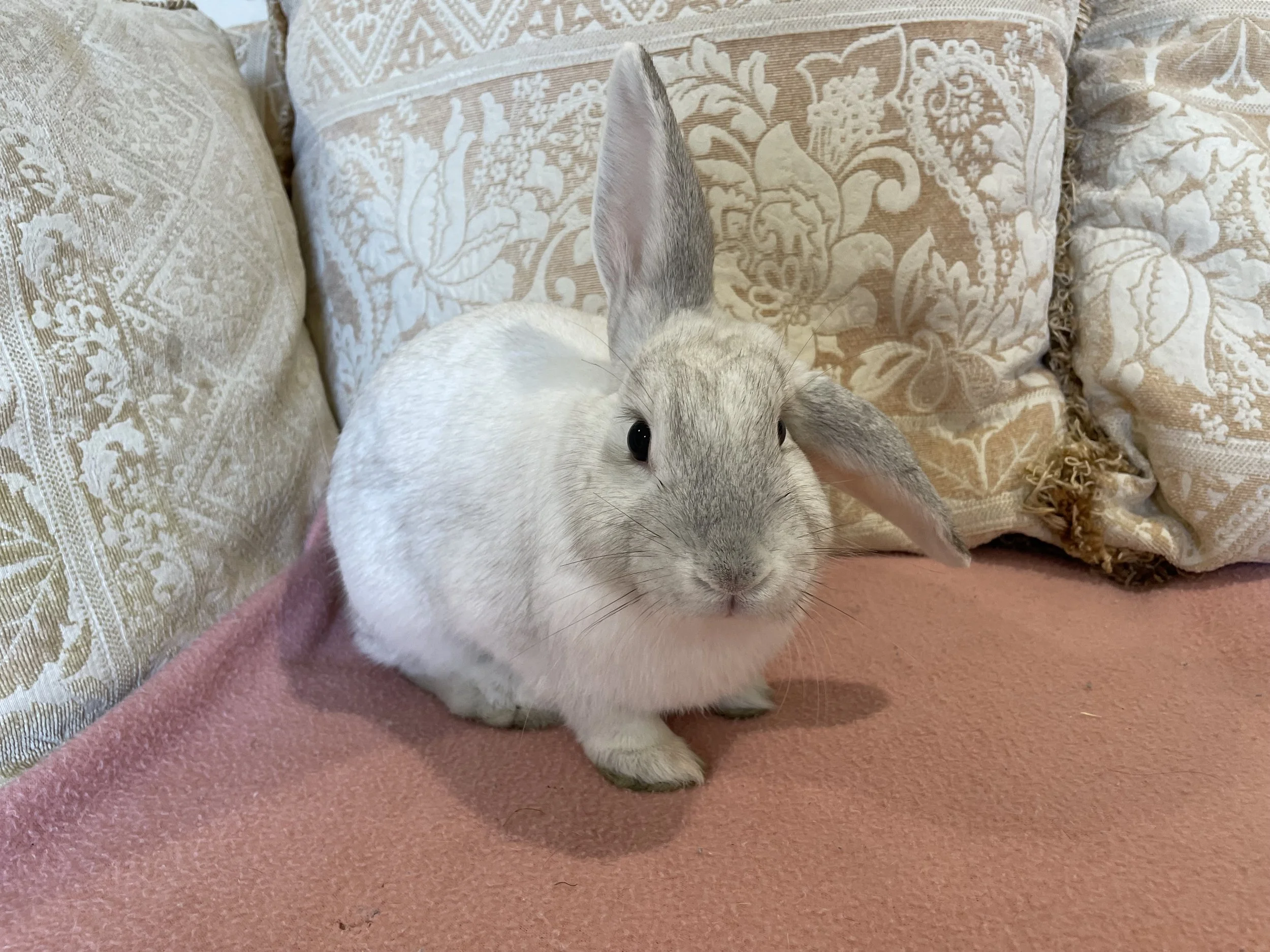 Adopt A Pet | Rescue An Animal — SAFE Perth