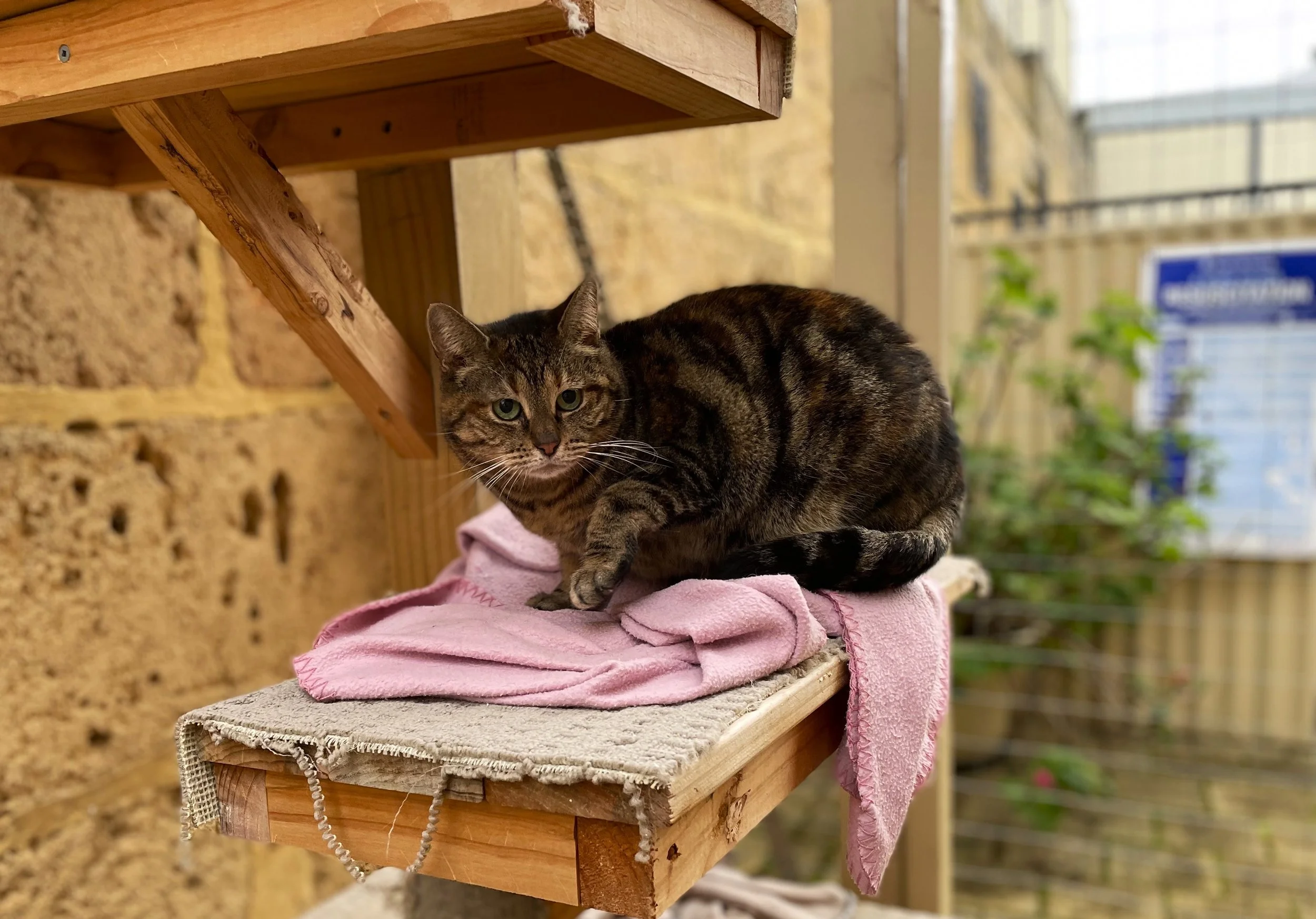 Cats — Adopt — SAFE Perth