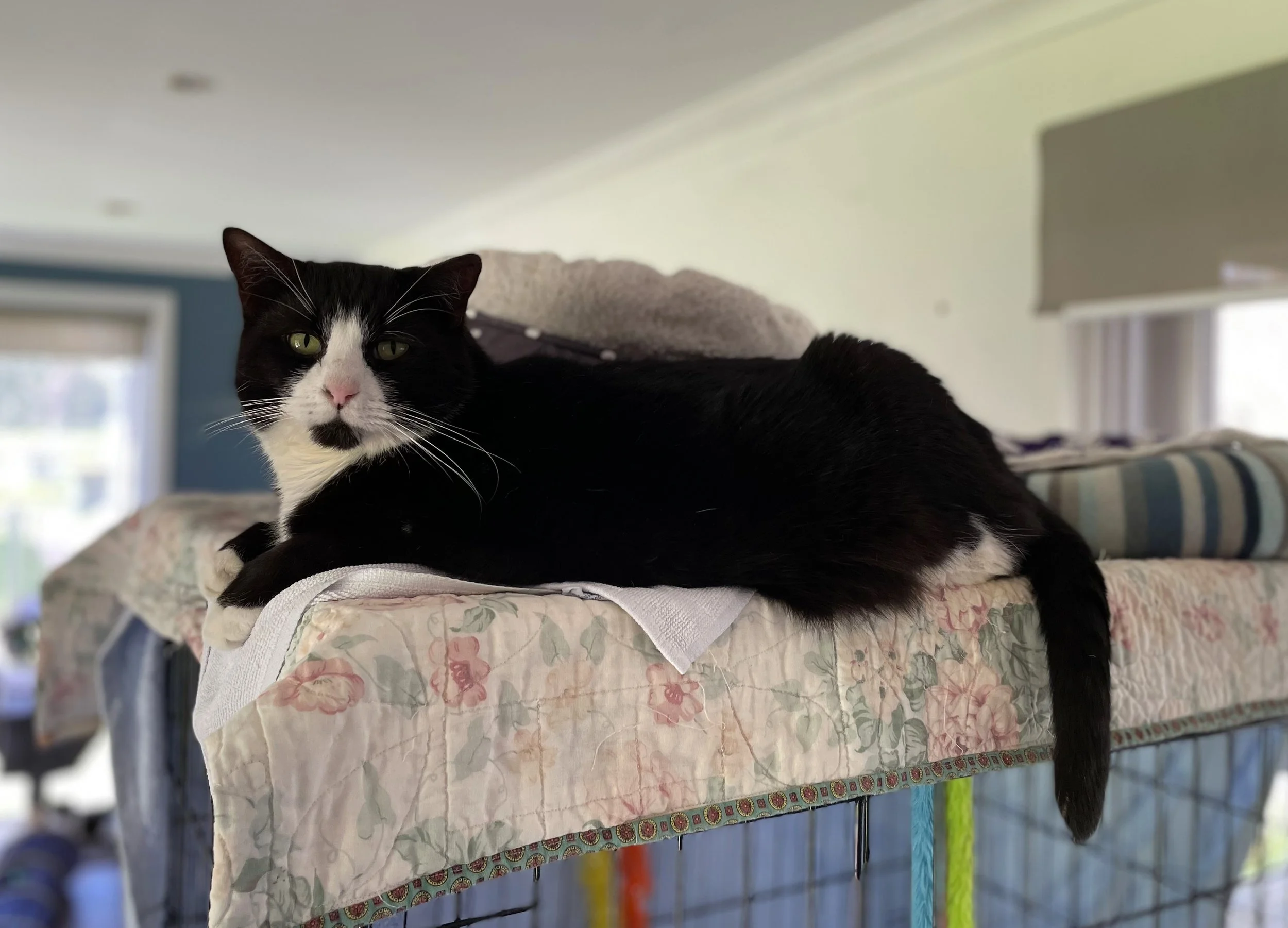 Cats — Adopt — SAFE Perth