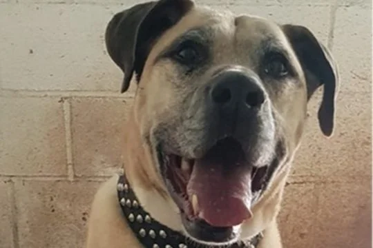 Adopt A Pet | Rescue An Animal — SAFE Perth