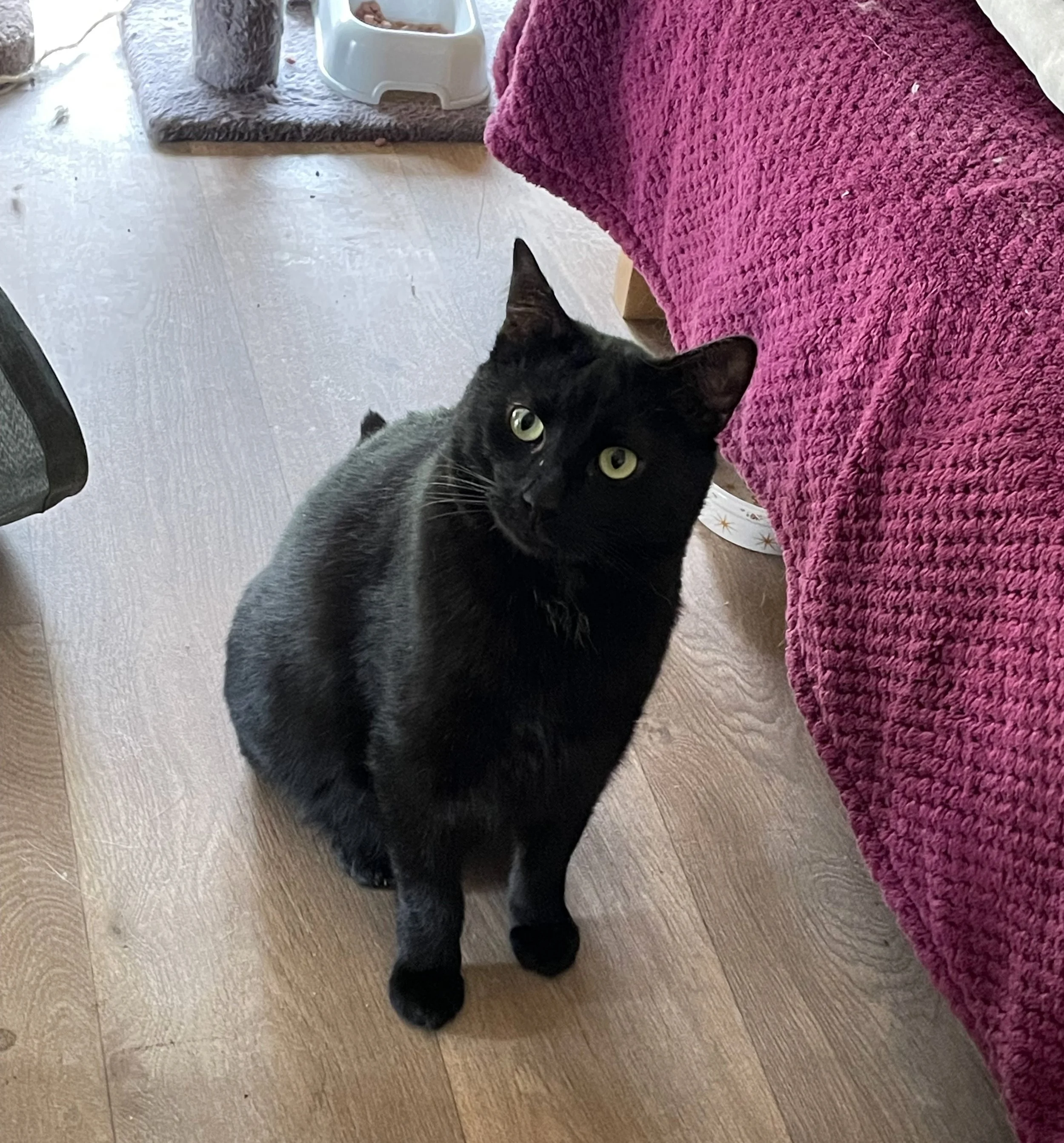 Cats — Adopt — SAFE Perth