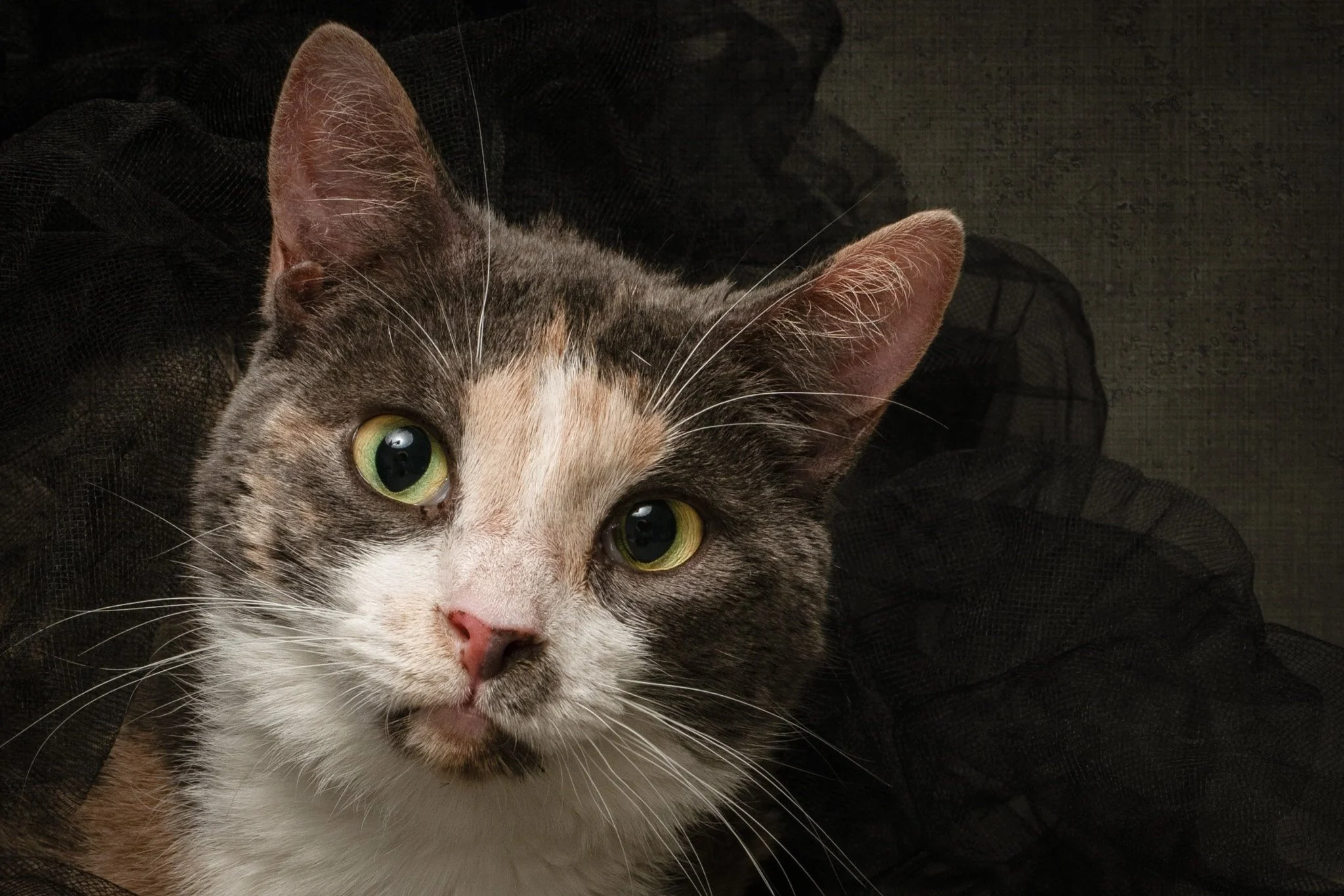 Cats — Adopt — SAFE Perth