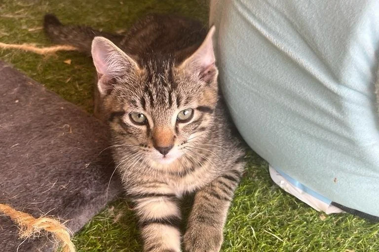 Cats — Adopt — SAFE Perth