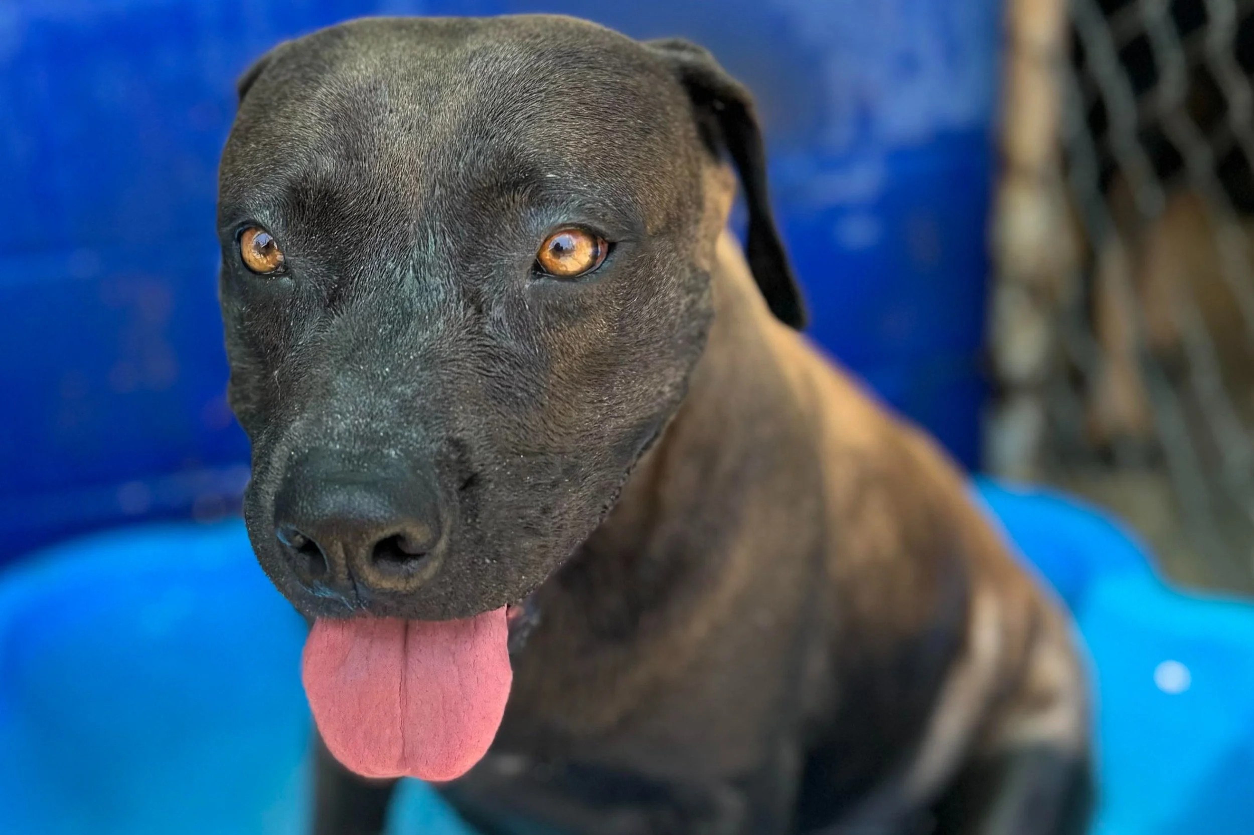 Adopt A Pet | Rescue An Animal — SAFE Perth