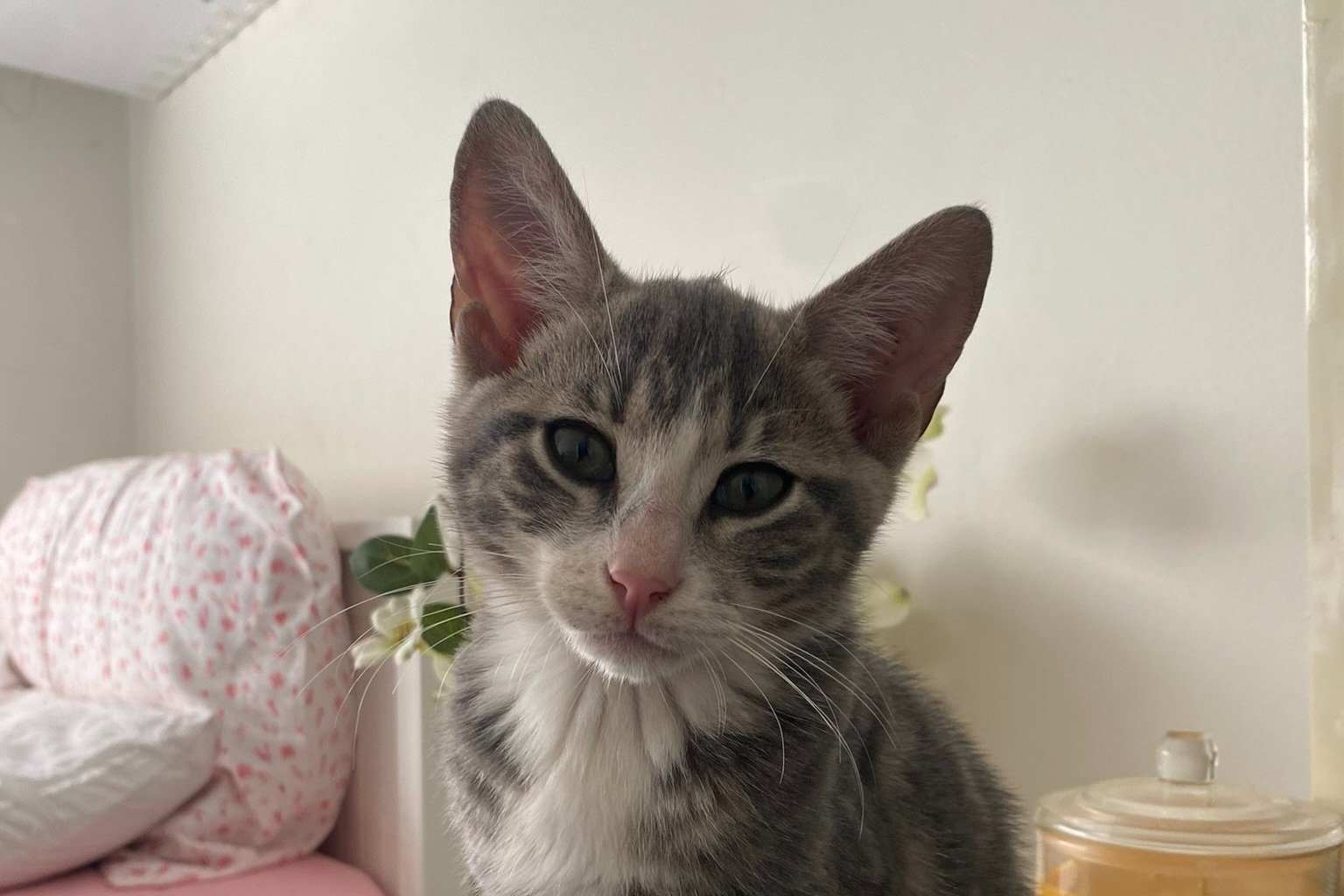 Cats — Adopt — SAFE Perth