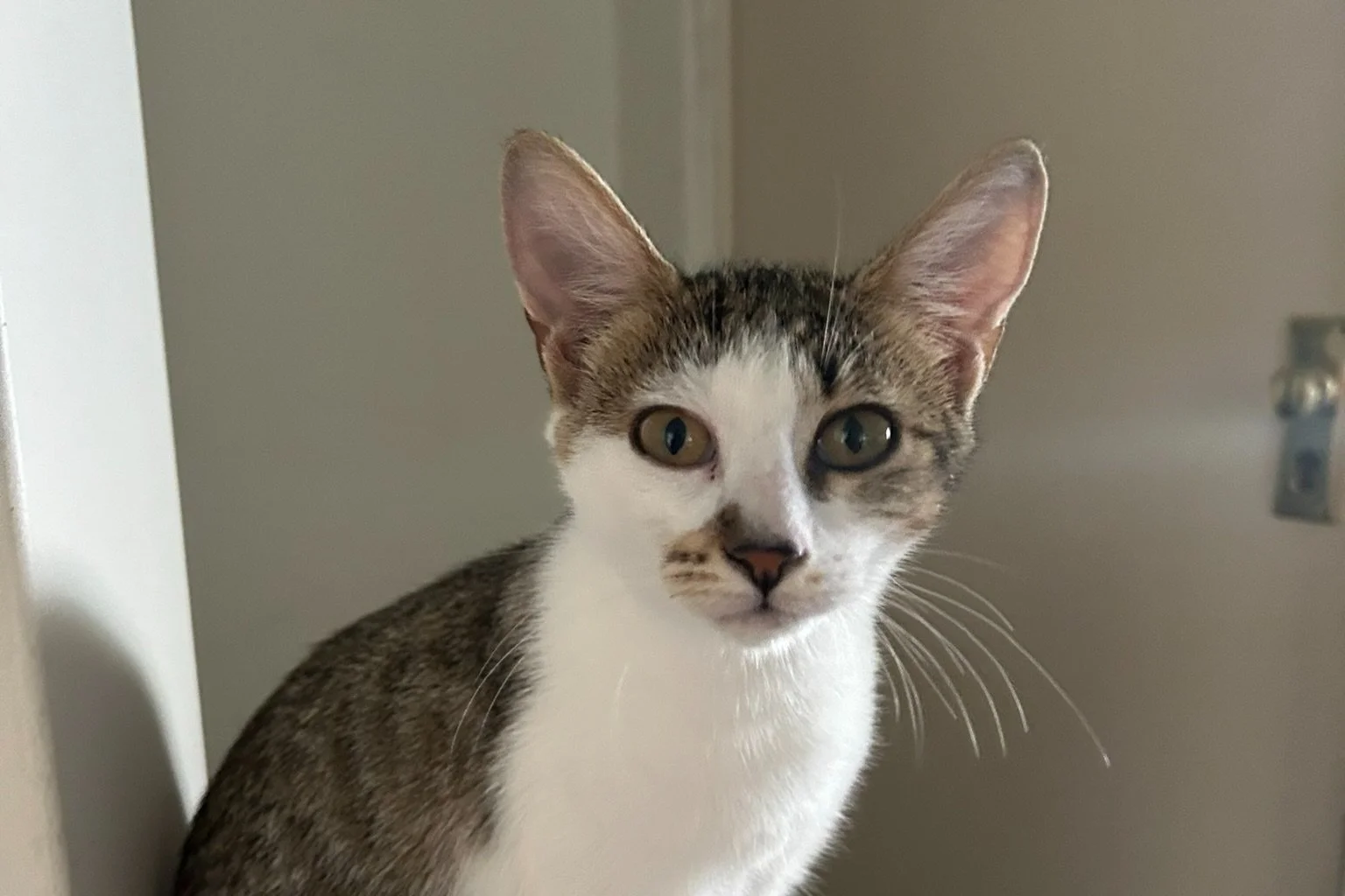 Adopt A Pet | Rescue An Animal — SAFE Perth