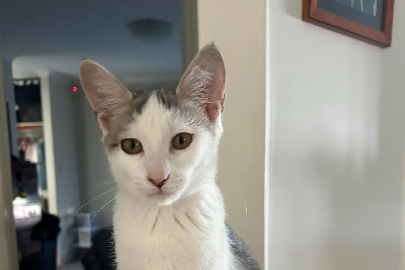 Cats — Adopt — SAFE Perth