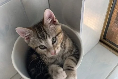 Cats — Adopt — SAFE Perth