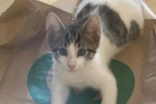 Cats — Adopt — SAFE Perth