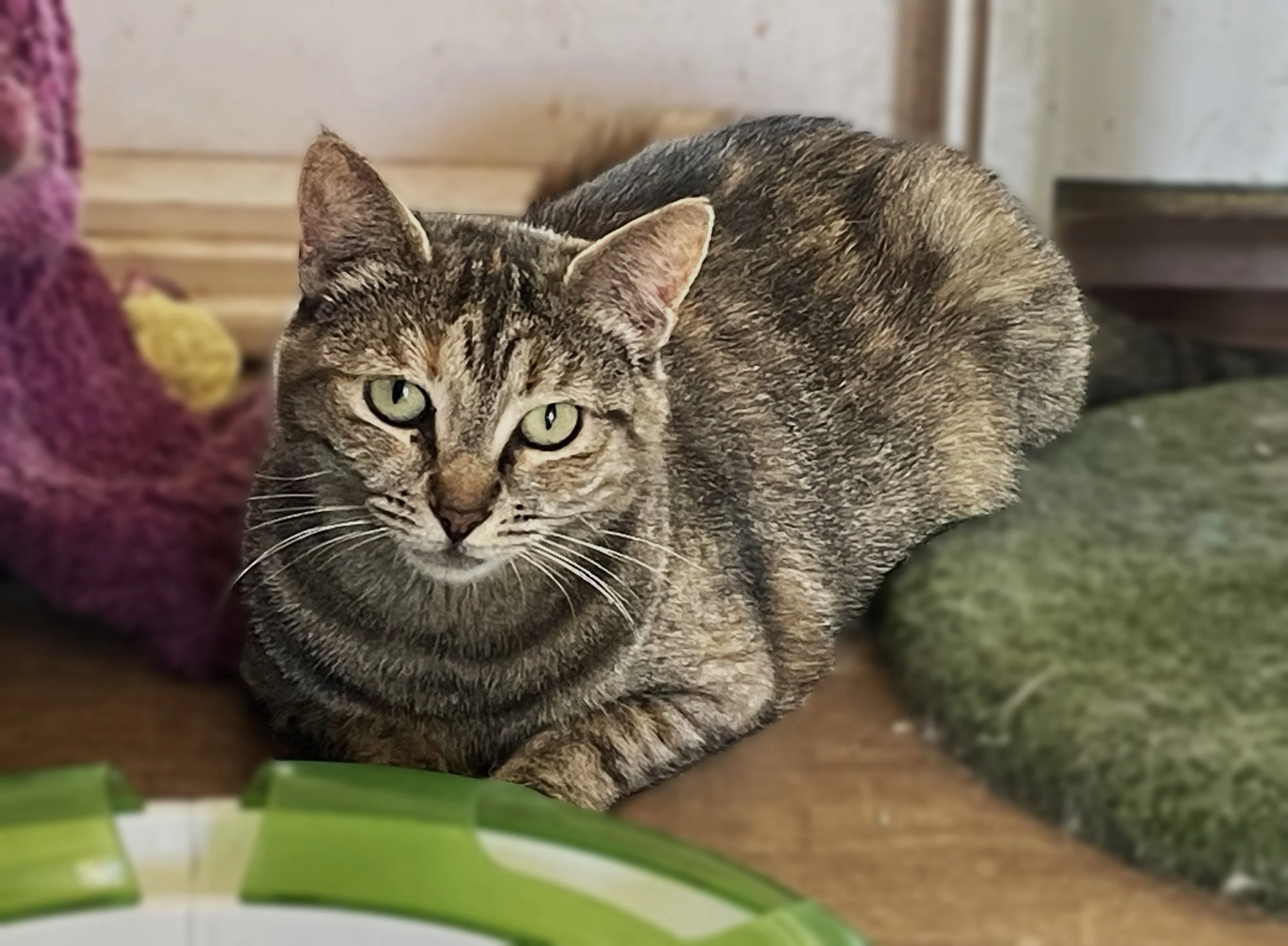 Adopt A Pet | Rescue An Animal — SAFE Perth