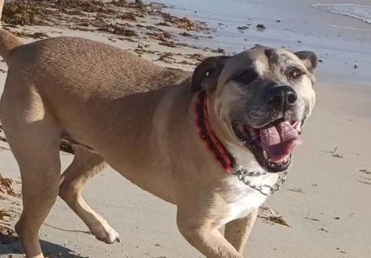 Adopt A Pet | Rescue An Animal — SAFE Perth