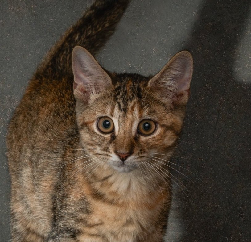 Cats — Adopt — SAFE Perth