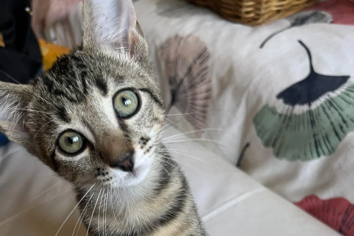 Cats — Adopt — SAFE Perth