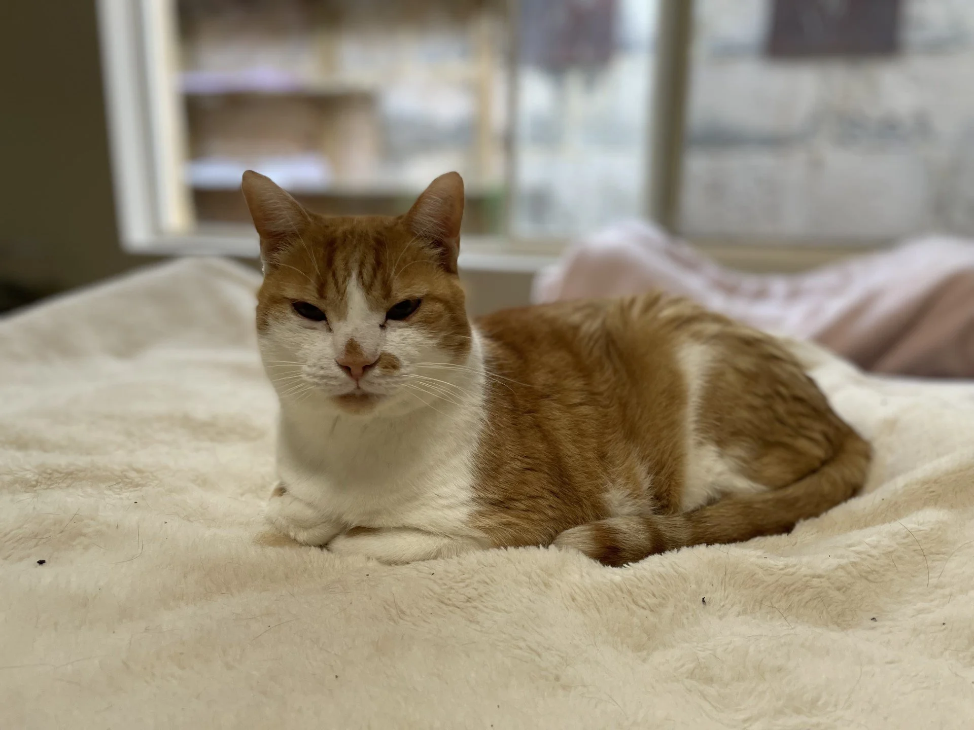 Cats — Adopt — SAFE Perth