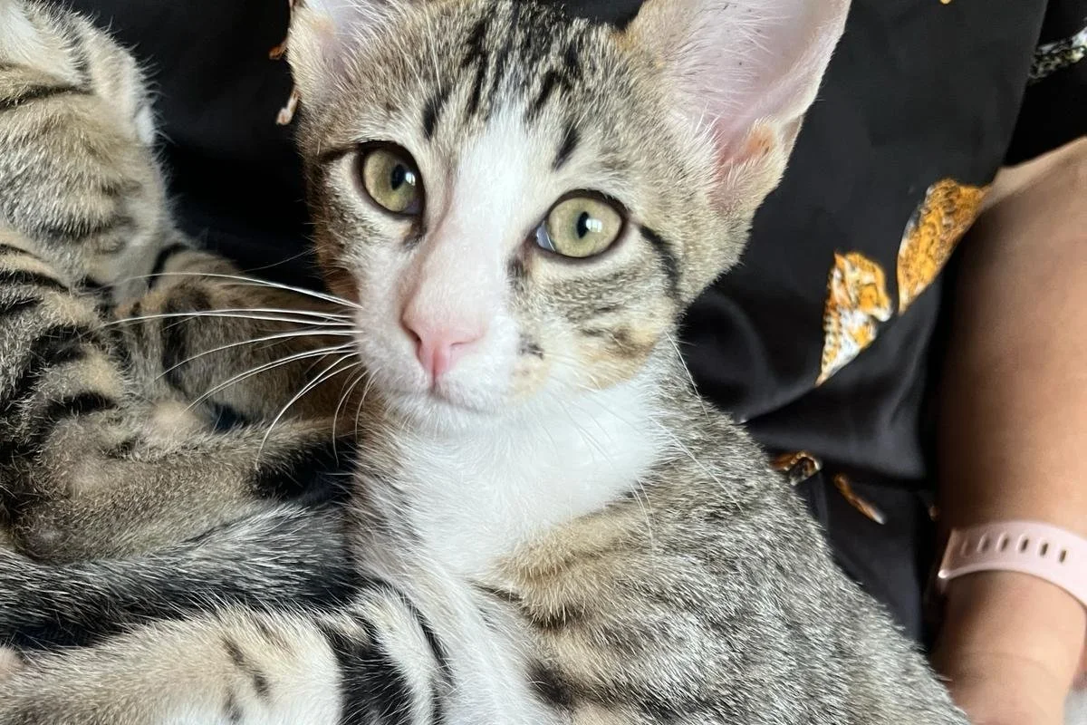 Cats — Adopt — SAFE Perth