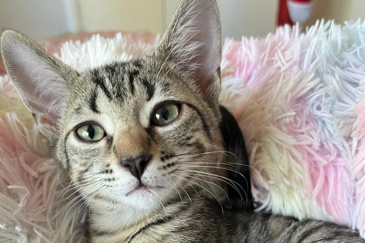 Cats — Adopt — SAFE Perth