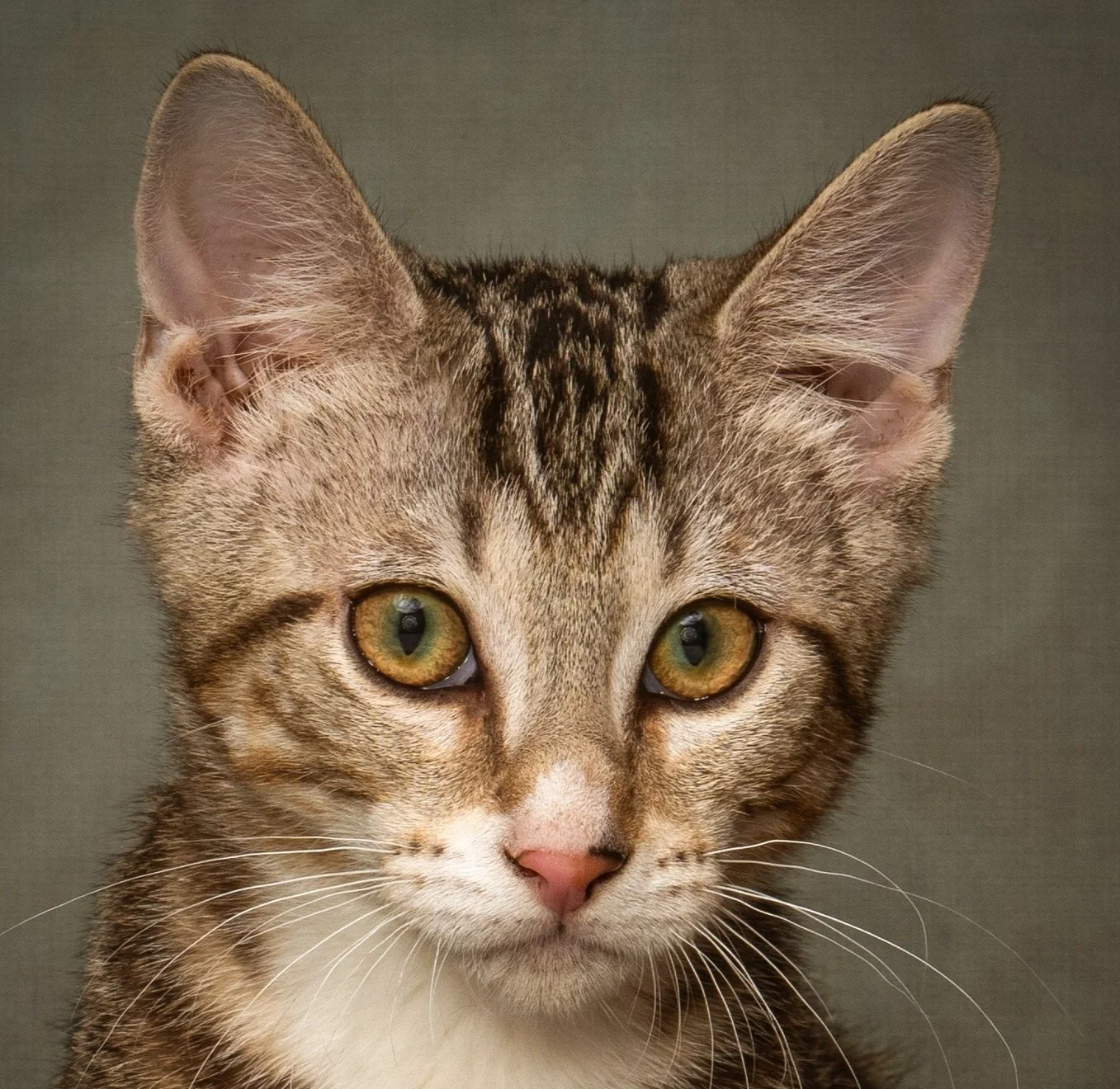 Cats — Adopt — SAFE Perth