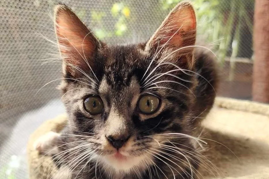 Cats — Adopt — SAFE Perth