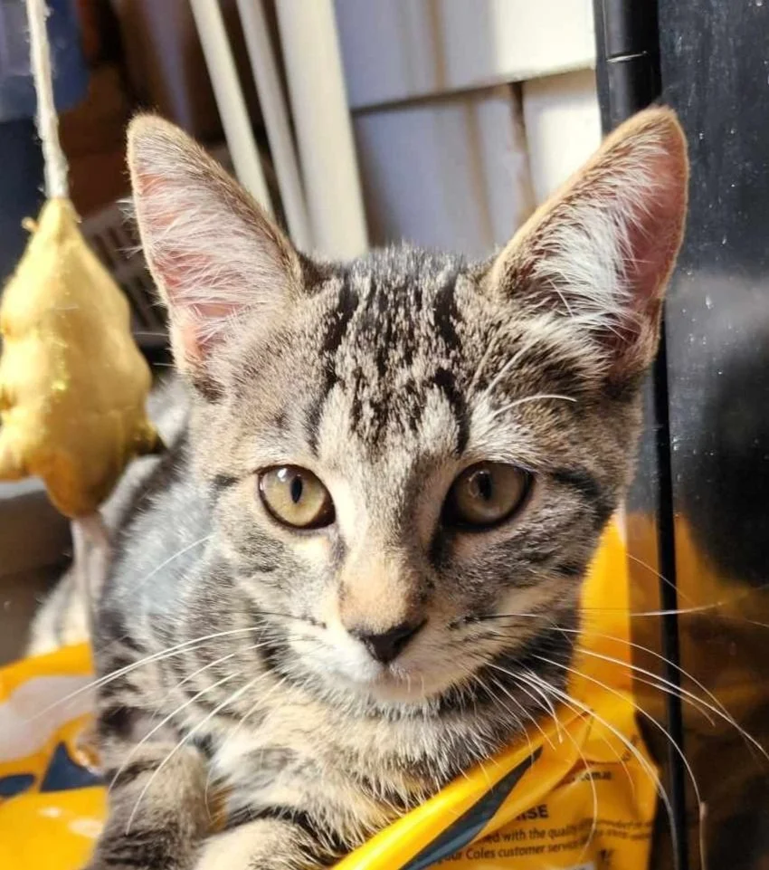 Cats — Adopt — SAFE Perth