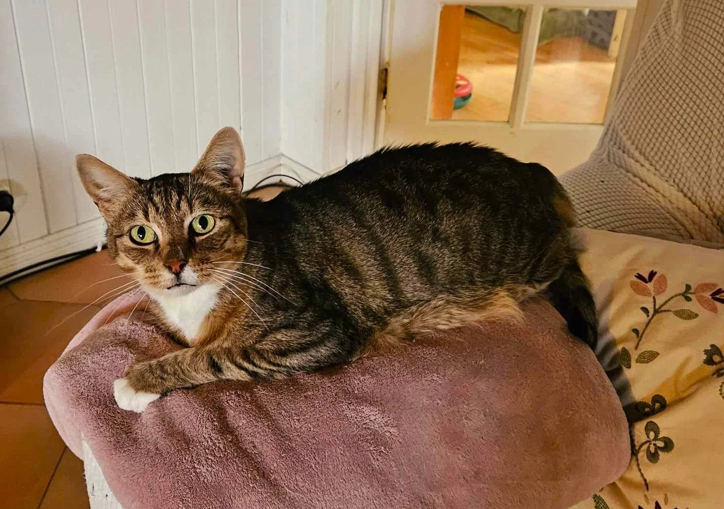 Adopt A Pet | Rescue An Animal — SAFE Perth