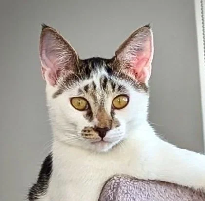 Cats — Adopt — SAFE Perth