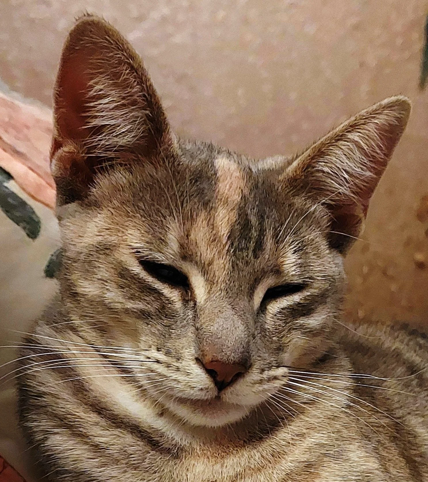 Cats — Adopt — SAFE Perth