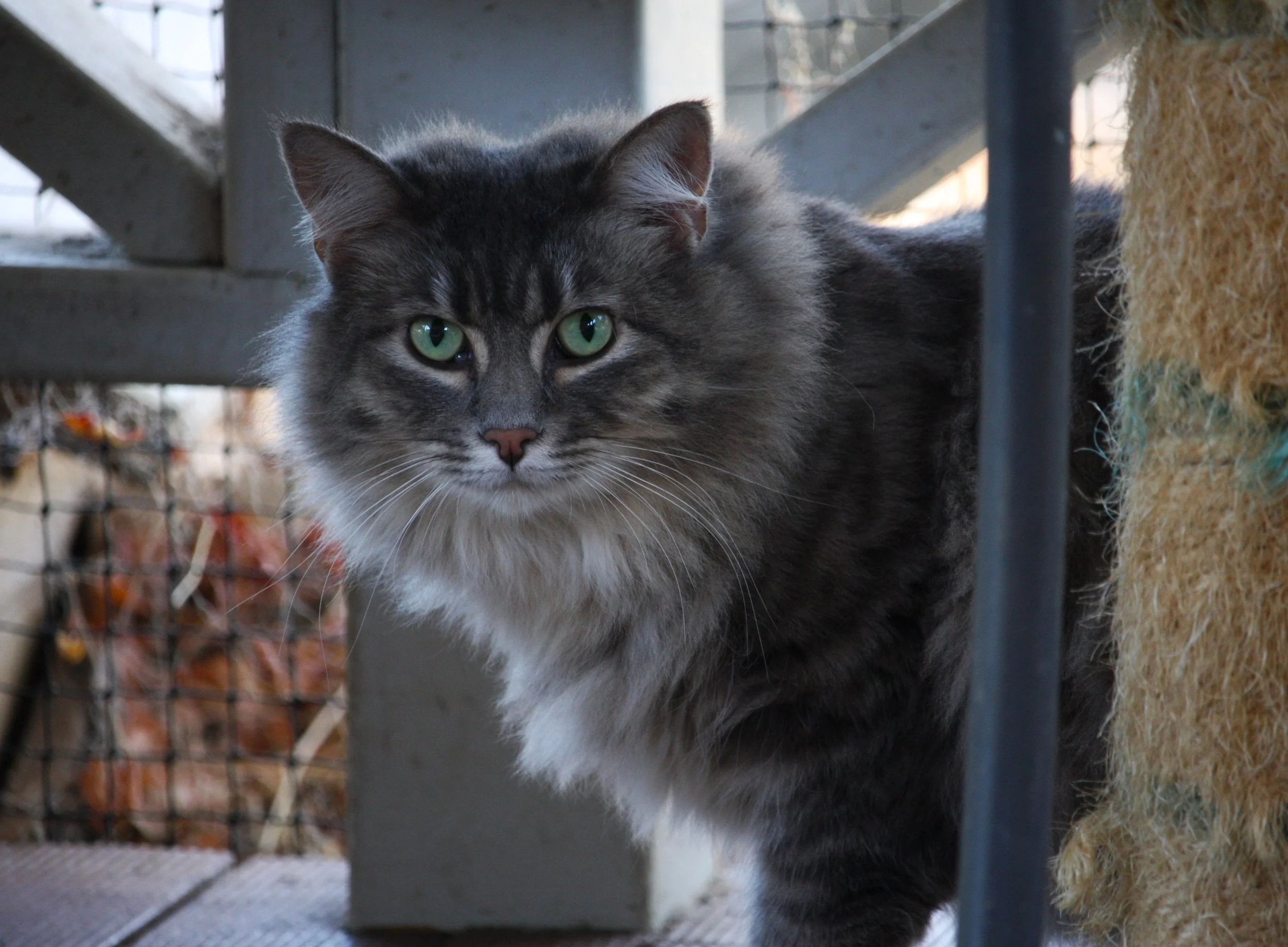 Adopt A Pet | Rescue An Animal — SAFE Perth