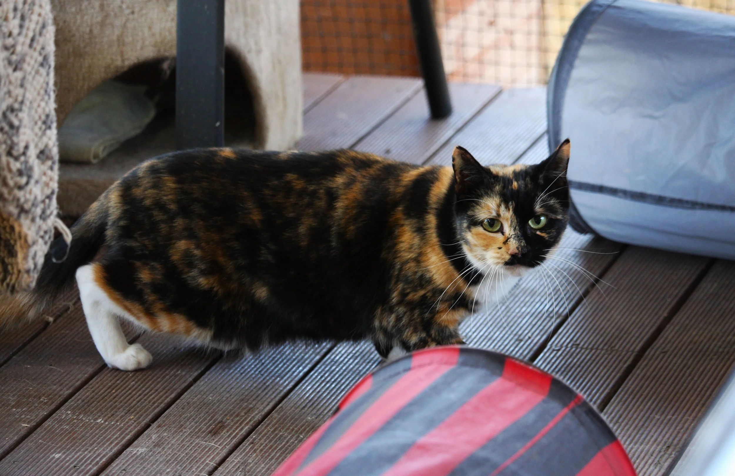 Cats — Adopt — SAFE Perth