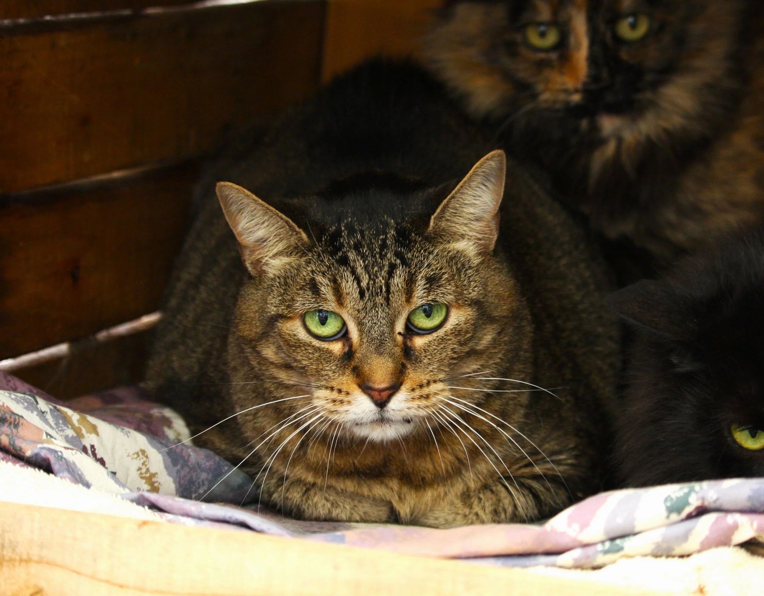 Cats — Adopt — SAFE Perth