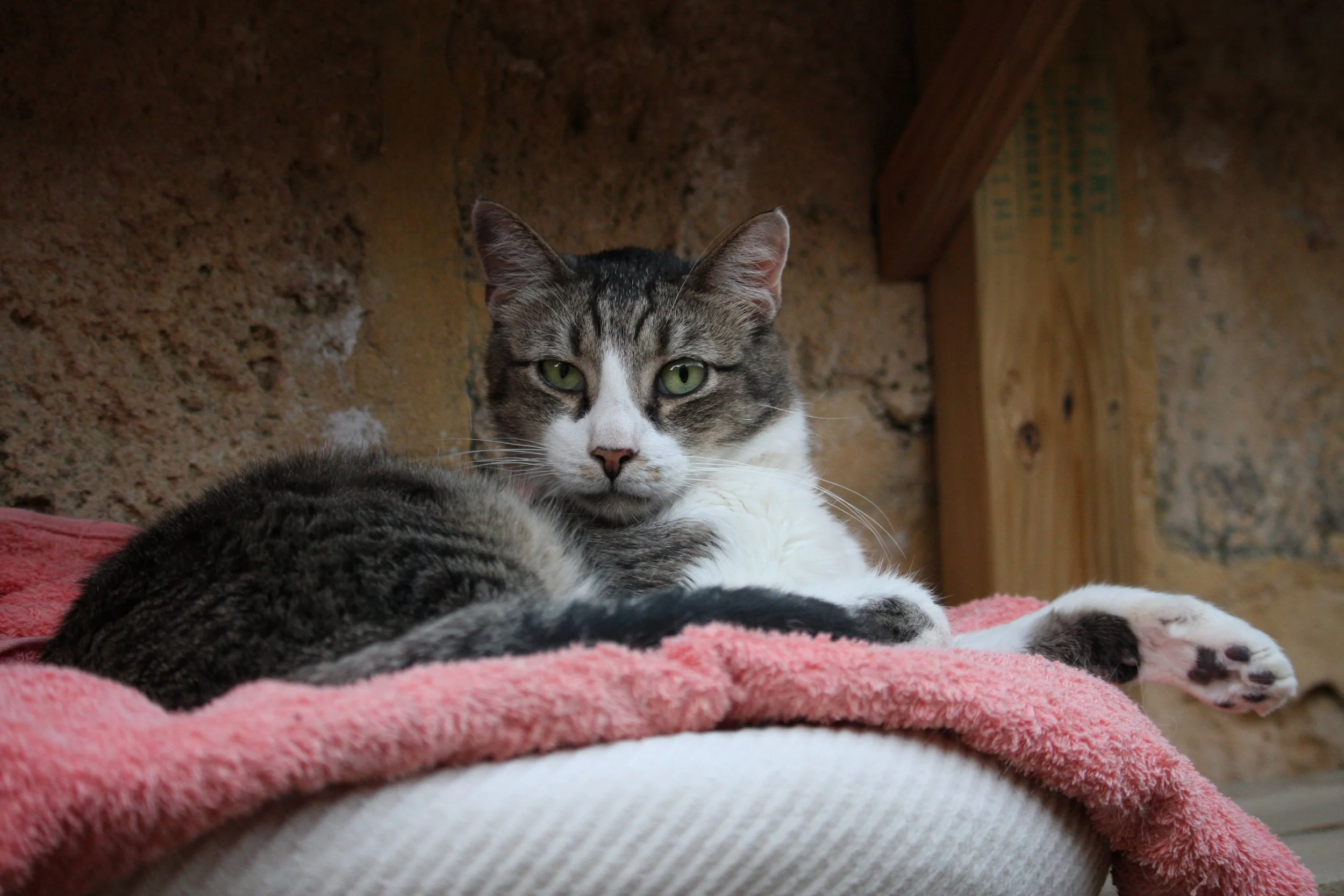 Cats — Adopt — SAFE Perth