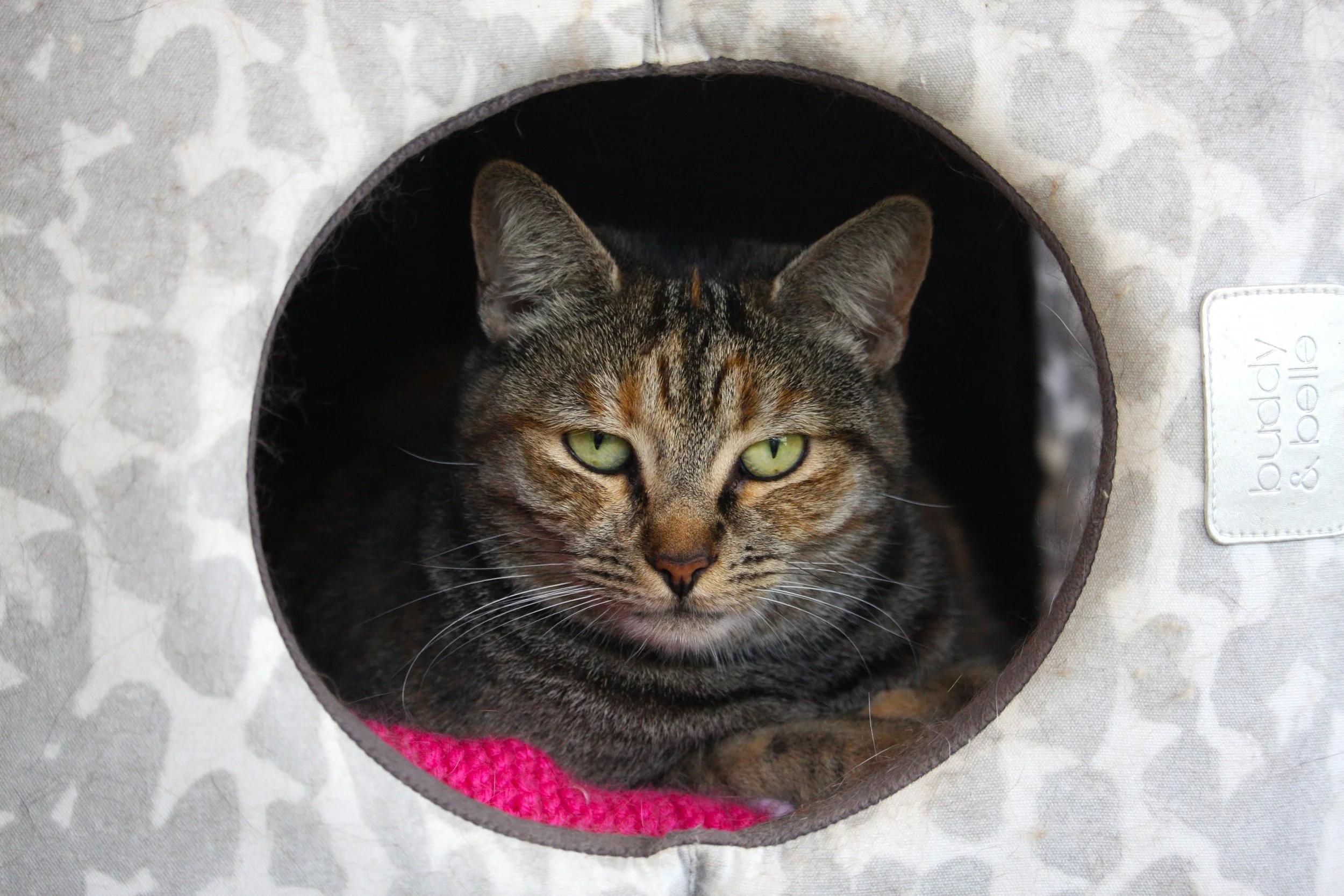 Cats — Adopt — SAFE Perth