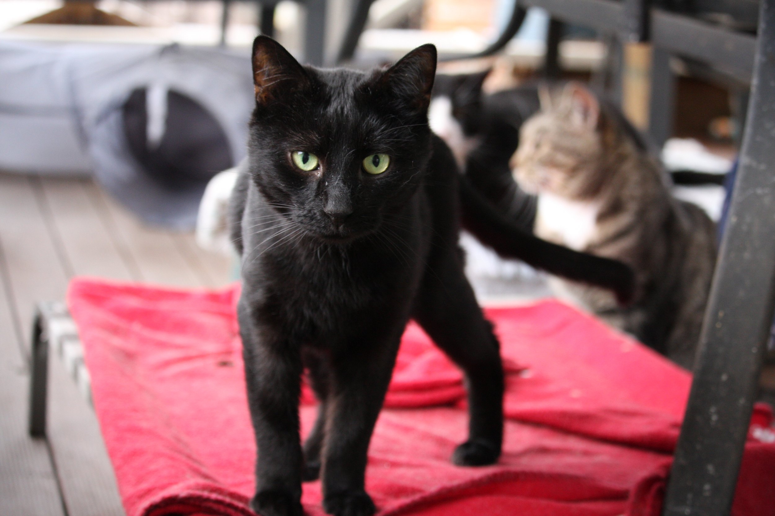 Adopt A Pet | Rescue An Animal — SAFE Perth