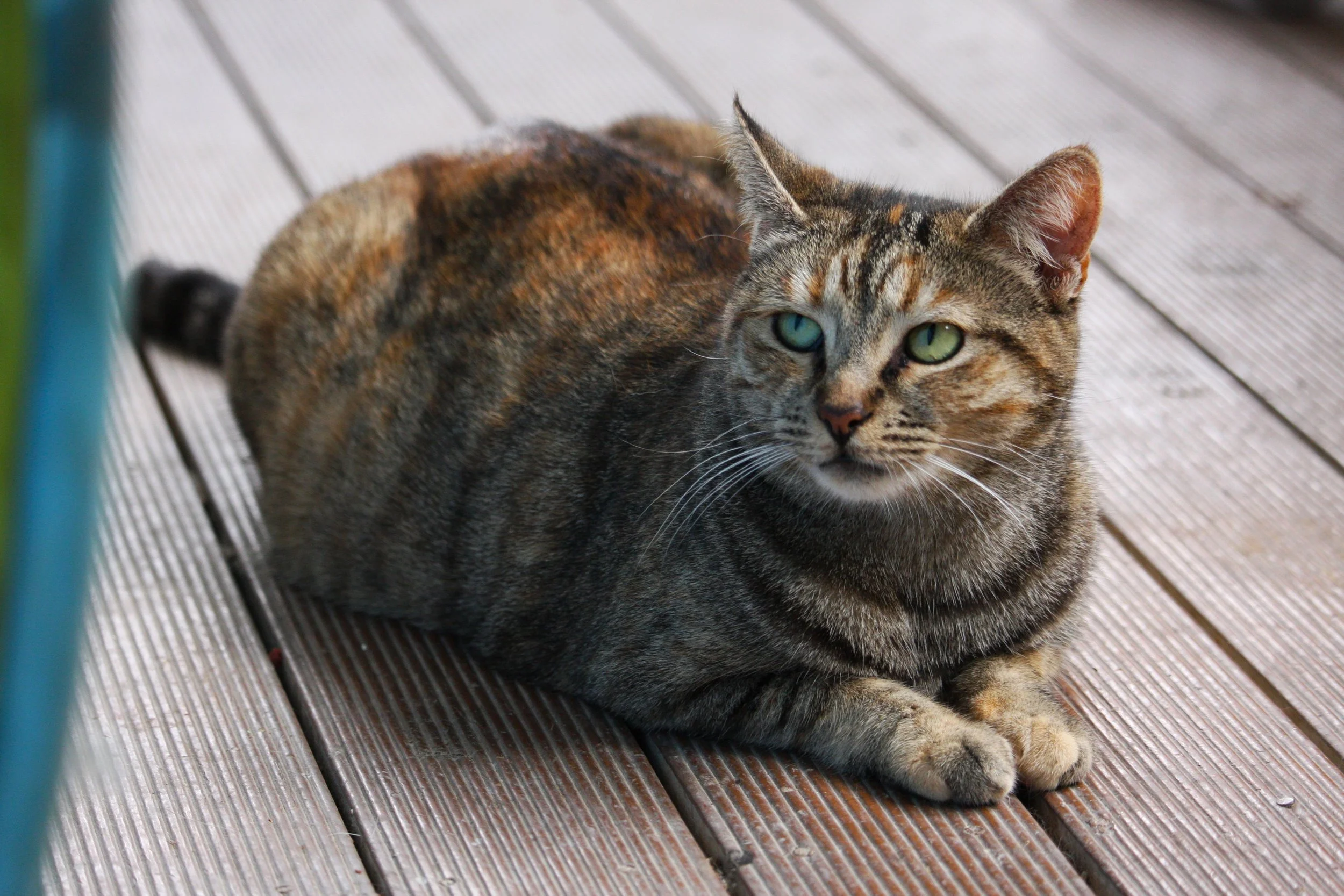 Cats — Adopt — SAFE Perth