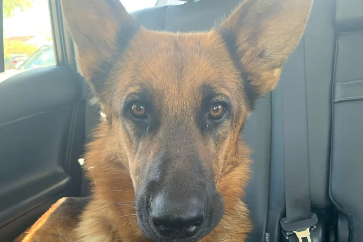 Adopt A Pet | Rescue An Animal — SAFE Perth