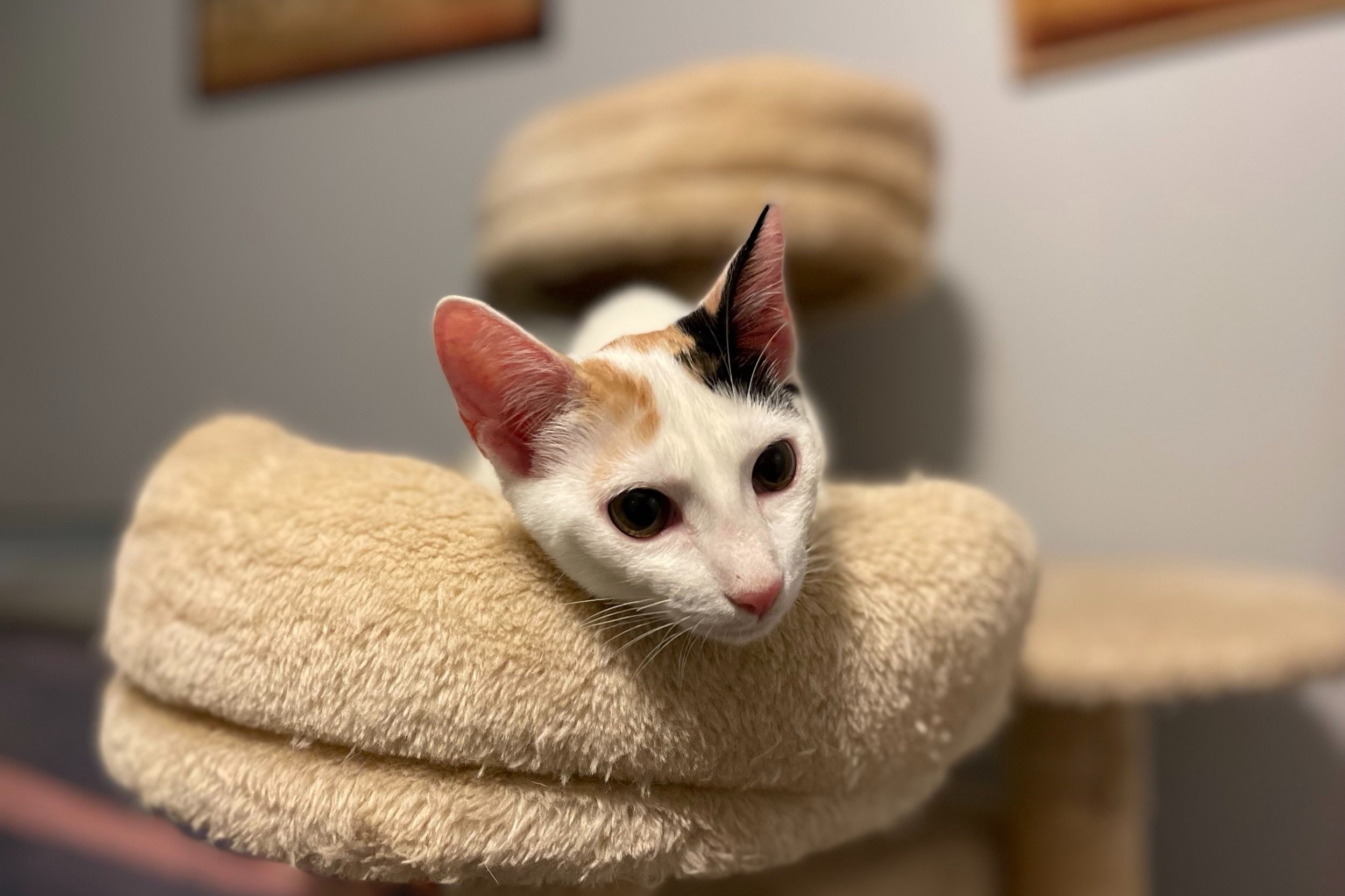 Cats — Adopt — SAFE Perth