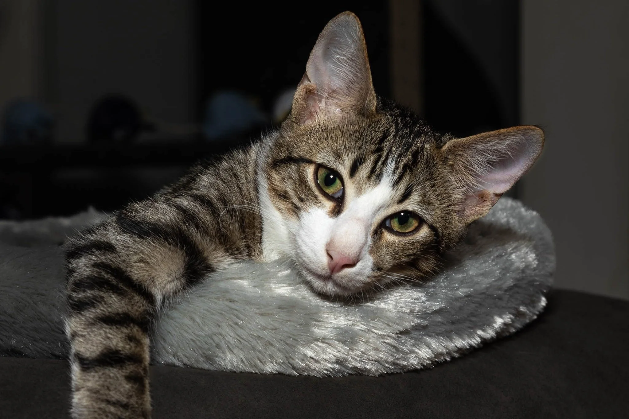 Cats — Adopt — SAFE Perth